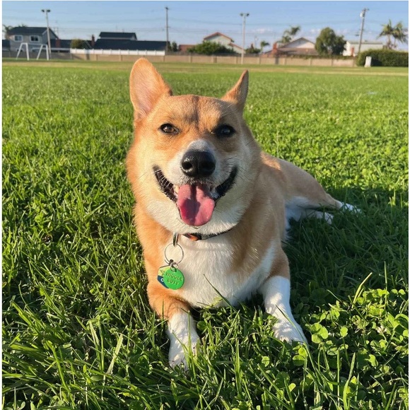 the cuddle collab | Dog | The Cuddle Collab Dog Cat Keychain Tennis ...